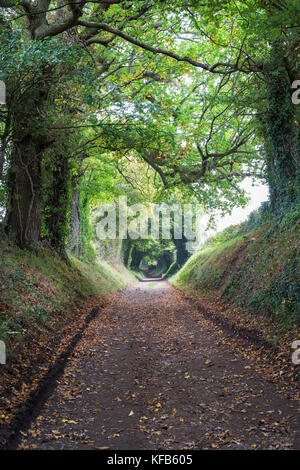 The path to Halnaker Windmill, Mill Lane, Chichester, West Sussex ...
