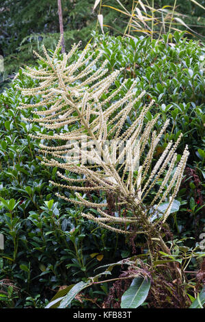 Schefflera delavayi - hardy schefflera Stock Photo - Alamy