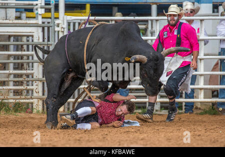 Rodeo clown and bull after throwing its rider in the 4th Annual Fall ...