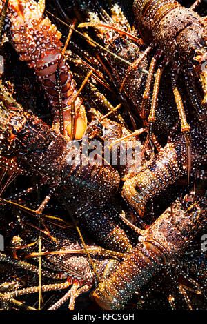 BERMUDA. Hamilton Parish. A Guinea Chick Lobster Stock Photo - Alamy