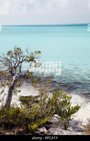EXUMA, Bahamas. A beach and the coasline of Compass Cay Stock Photo - Alamy