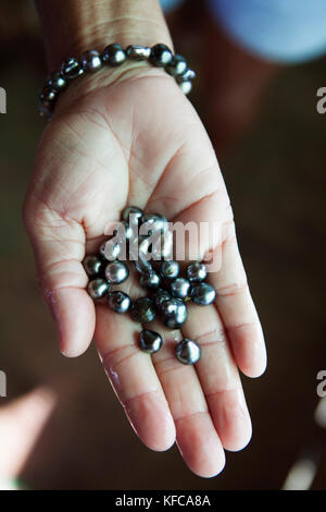 French Polynesia Raiatea Black Pearls At The Raimana Pearl Farm Stock
