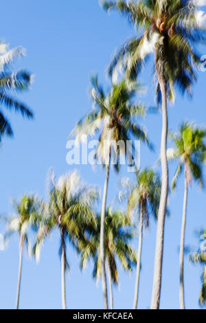 FRENCH POLYNESIA, Moorea. Blurred coconut trees Stock Photo - Alamy