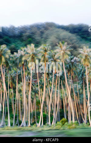 FRENCH POLYNESIA, Moorea. Blurred coconut trees Stock Photo - Alamy