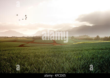 USA, Hawaii, Oahu, Flock of birds flying over pineapple field, the ...