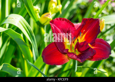 Closeup of a bouquet of hydrangeas on an orange background with space ...