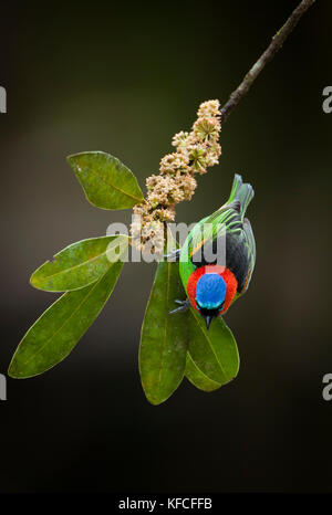 Red-necked Tanager (Tangara cyanocephala), Atlantic Rainforest, Brazil ...