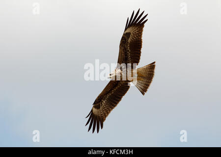 Black-eared kite Milvus migrans lineatus in flight. Lake Yamanako ...