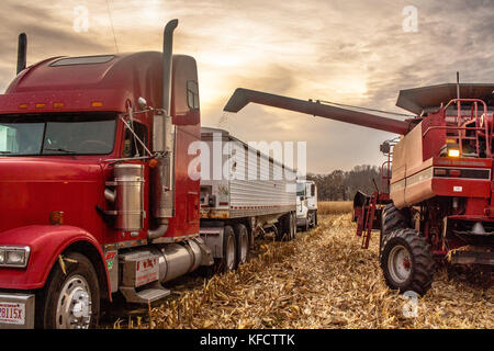 Combine harvest unloading maize (corn) in a trailer Stock Photo ...