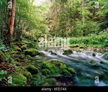 SWITZERLAND, Motiers, a stream runs through the forest in an area known ...