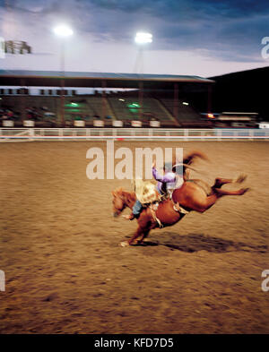 USA, Wyoming, Saddle Bronc Rider at the Cody Rodeo Stock Photo - Alamy