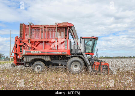 A Case IH (International Harvester) combine harvests corn and offloads ...