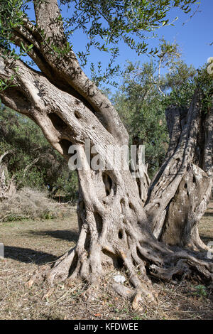 Corfu, Greece Olive wood, Nature, Environment, Orchard, Vegetation ...