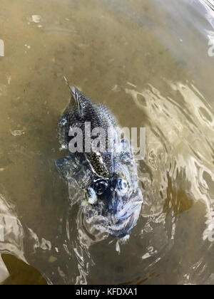 Fish coming above water Stock Photo - Alamy