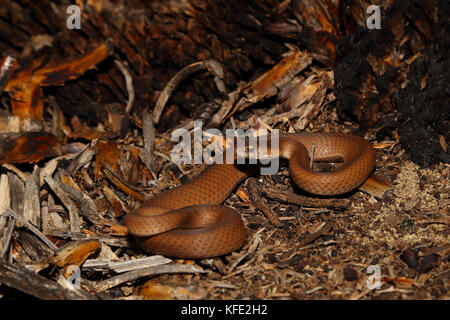 Bardick (Echiopsis curta) red colour morph coiled in leaf litter at ...