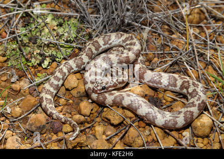 Rosen's snake (Suta fasciata) Western Australia, May. Venomous species ...
