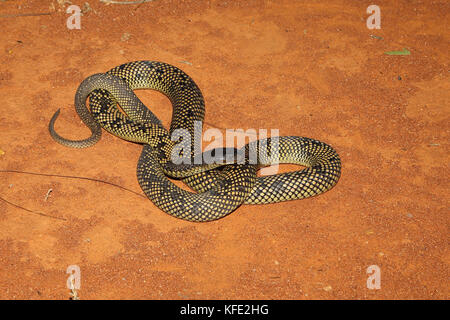 Spotted mulga snake (Pseudechis butleri) coiled on red sand. It is ...