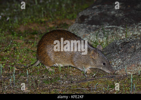 southern brown bandicoot, quenda, short-nosed bandicoot (Isoodon Stock ...