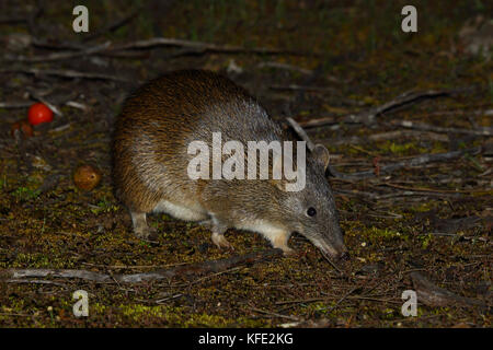 Quenda (Isoodon obesulus fusciventer), subspecies of Southern brown ...
