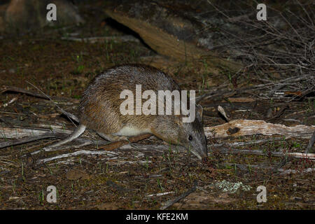 Quenda (Isoodon obesulus fusciventer), subspecies of Southern brown ...