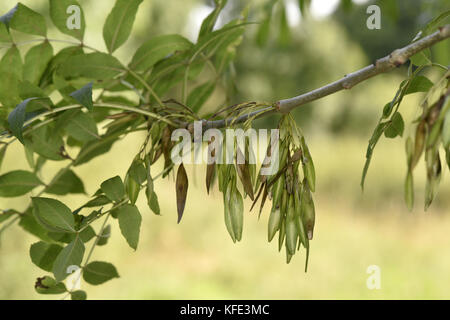 Seeds or fruit of an ash tree, Fraxinus excelsior, known as keys Stock ...