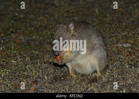 southern brown bandicoot, quenda, short-nosed bandicoot (Isoodon Stock ...