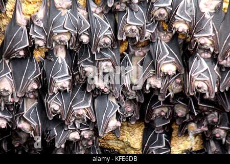 The “Geoffrey's Rousette Fruit Bat” with scientific name (Rousettteus ...