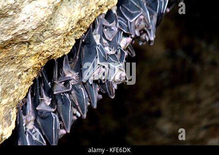 The “Geoffrey's Rousette Fruit Bat” with scientific name (Rousettteus ...