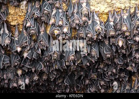 The “Geoffrey's Rousette Fruit Bat” with scientific name (Rousettteus ...