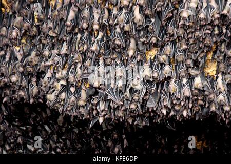 Fruit bats at Monfort bat cave Stock Photo - Alamy