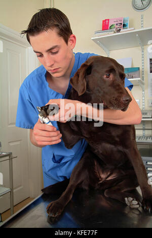 Trainee veterinary nurse, Jamie Burt with vet Maria Lowe at Viking ...