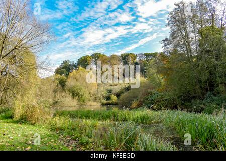 Autumn trees and lake at Ninesprings Country Park Yeovil Somerset UK ...