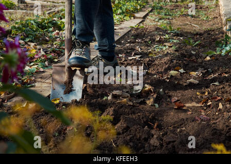 Man digging up vegetables on a garden, his legs and a spade in focus ...