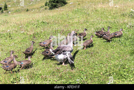 Mum duck saves her little ducklings in the outdoor farm Stock Photo - Alamy