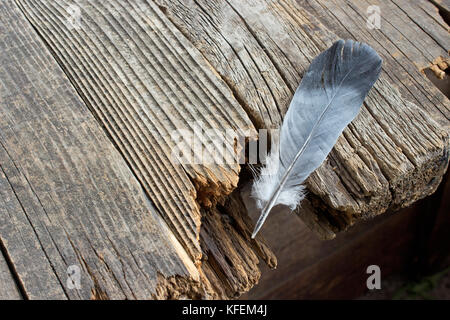 Black feather on old woode Stock Photo - Alamy