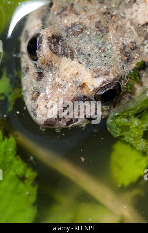 A Mediterranean Painted Frog, Discoglossus pictus, in the mud near a ...