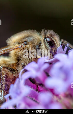 The Maltese honey bee, Apis mellifera ruttneri, is a sub-species of ...