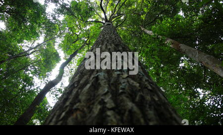 Sunny Cedar forest background, old rare Chenkurinji trees in Shendurney ...
