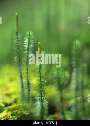 Lycopodium clavatum, Club moss, stem TS, brightfield photomicrograph ...