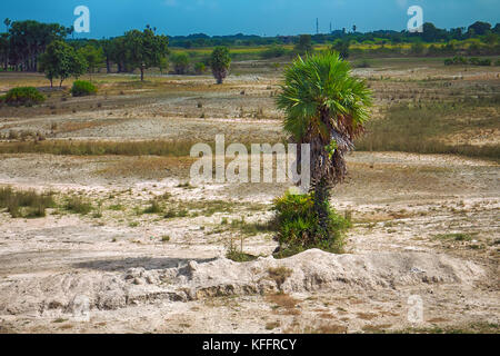 Indian Soils, edaphology, soil science. Salinity (saline soils, kallar ...