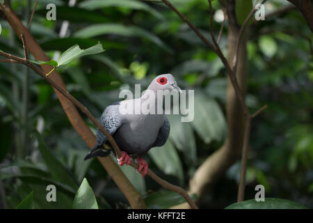 Pinon Imperial Pigeons, pinon's imperial pigeon (Ducula pinon), Red ...