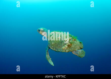 Loggerhead sea turtle with Turtle barnacle, Caretta caretta with ...