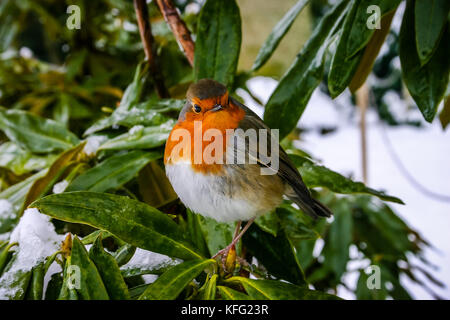 Christmassy Robin redbreast with snowy background Stock Photo - Alamy