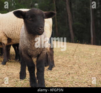 A black faced suffolk ewe sheep with her four black newborn lambs Stock ...