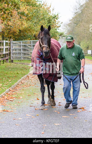 Stallion stables at the Irish National Stud, Kildare Stock Photo - Alamy
