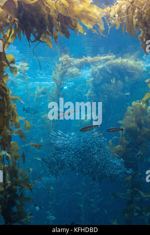Kelp forest, Monterey Bay Aquarium, Monterey, CA Stock Photo - Alamy