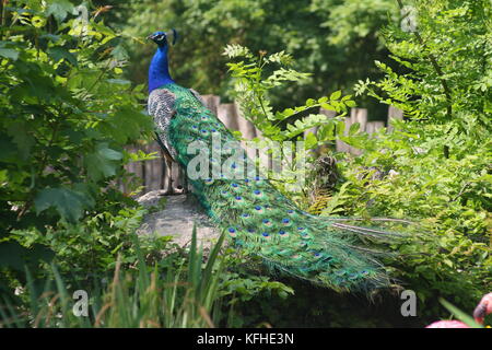 Pfau. prachtvoll seitlich Stock Photo - Alamy