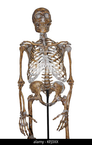 Neanderthal man. Model of a Neanderthal man (Homo neanderthalensis ...