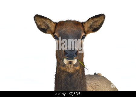 Close up of an elk cow face while she's licking her lips from an ...
