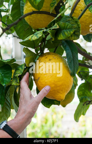 Citrus medica L Citrus medica L Stock Photo - Alamy